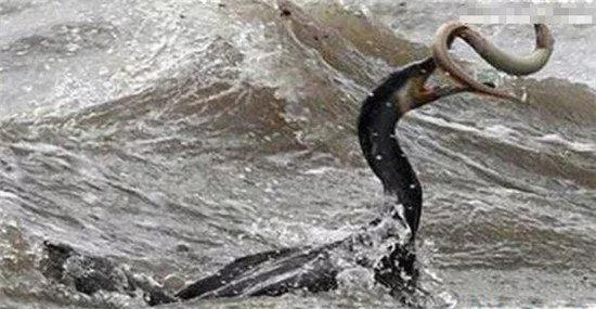 Top ten water monsters in the world, the water monsters on Kenway ...