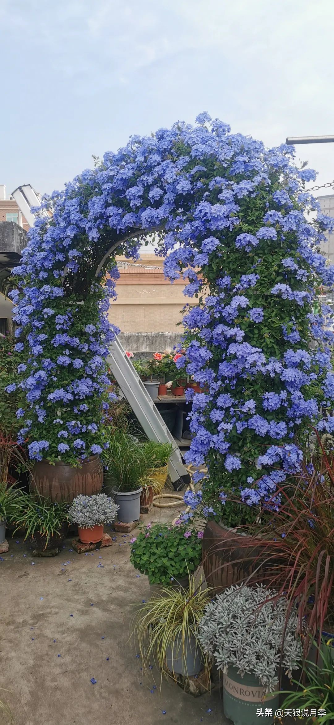 Low cost to create a red and blue snowflake arch, you can also have the ...
