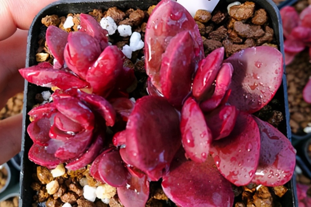 The fleshy clover with purple-red color can be brought up in good ...