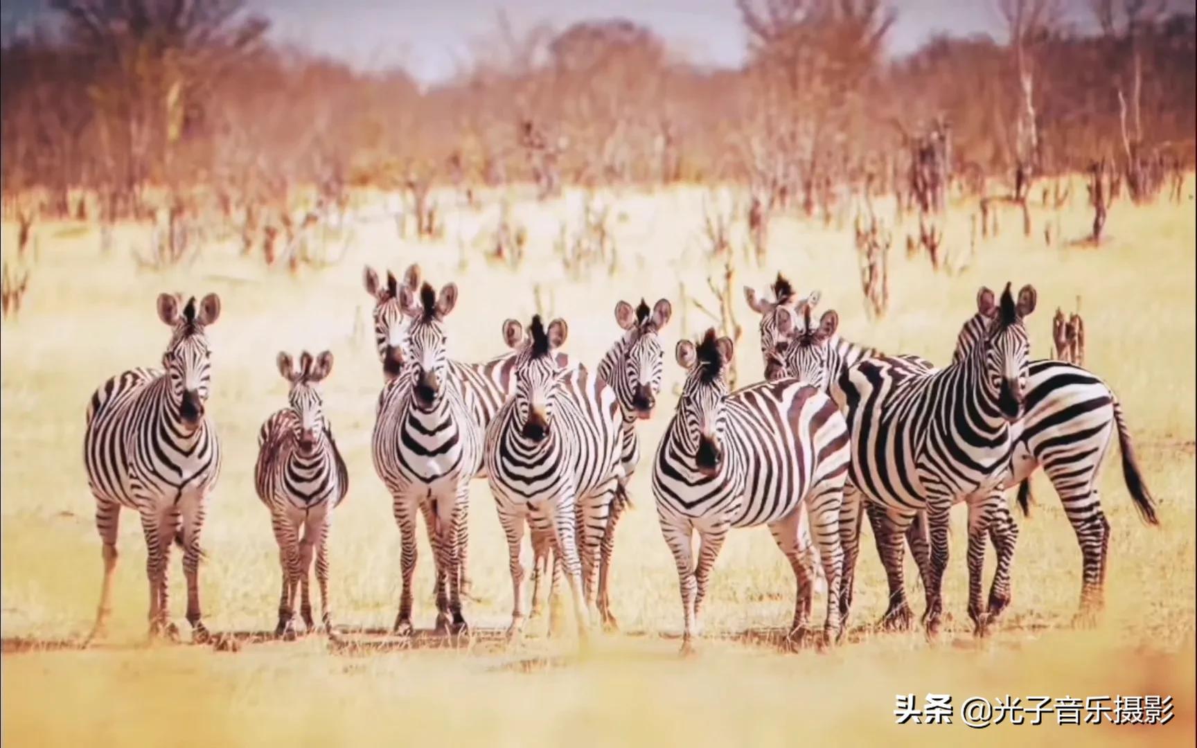 Wild Africa, golden beauty, how wild animals live in paradise - iNEWS