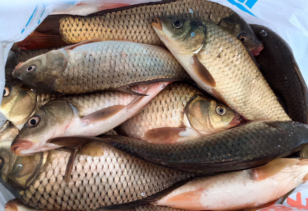 These 4 kinds of fish usually eat as little as possible, or it is not ...