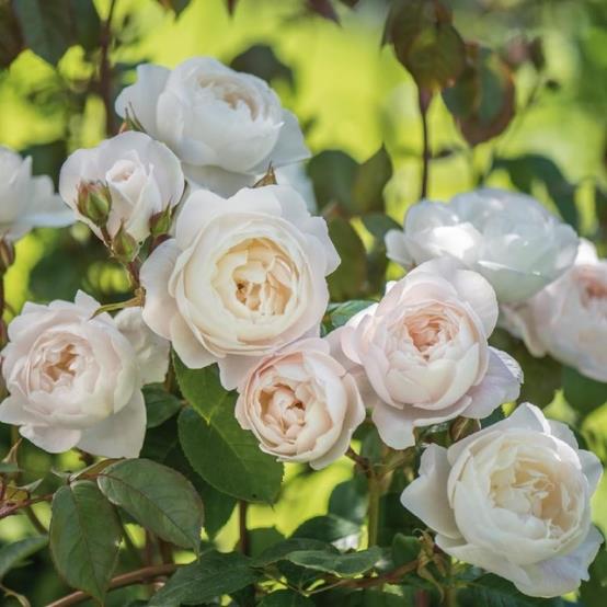 Seven classifications of rose varieties - iMedia