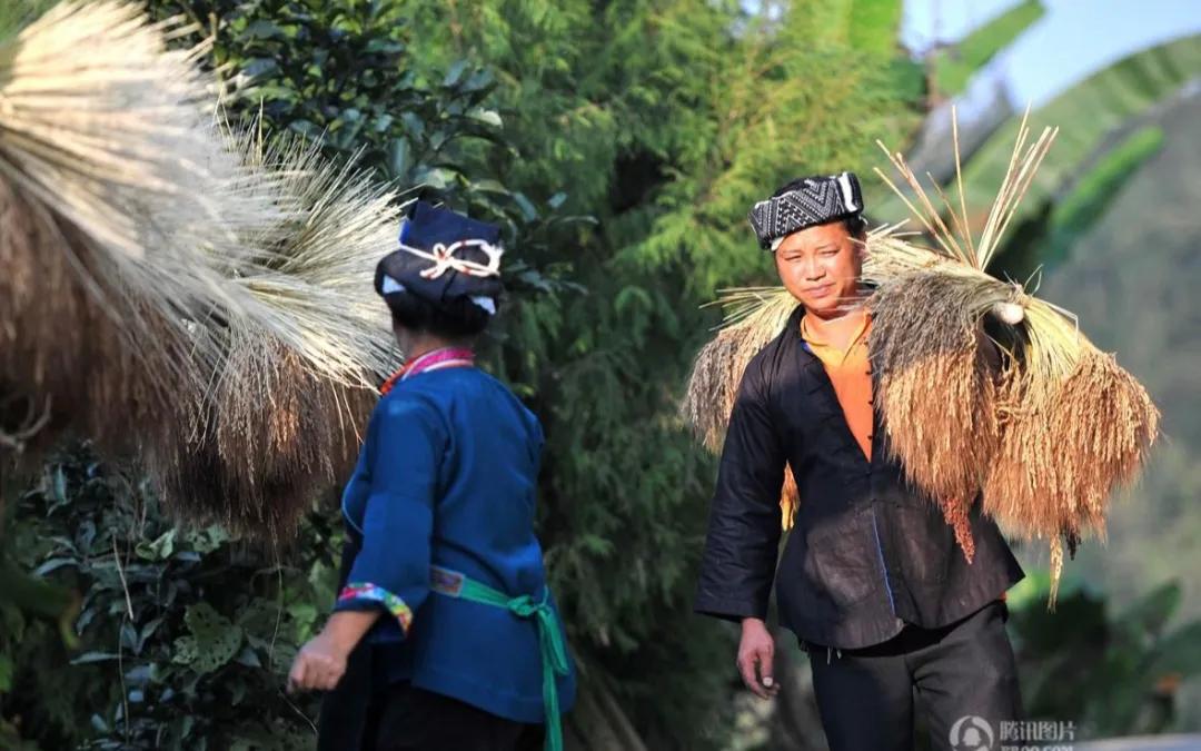 The mysterious Miaojiang snake catcher - iNEWS