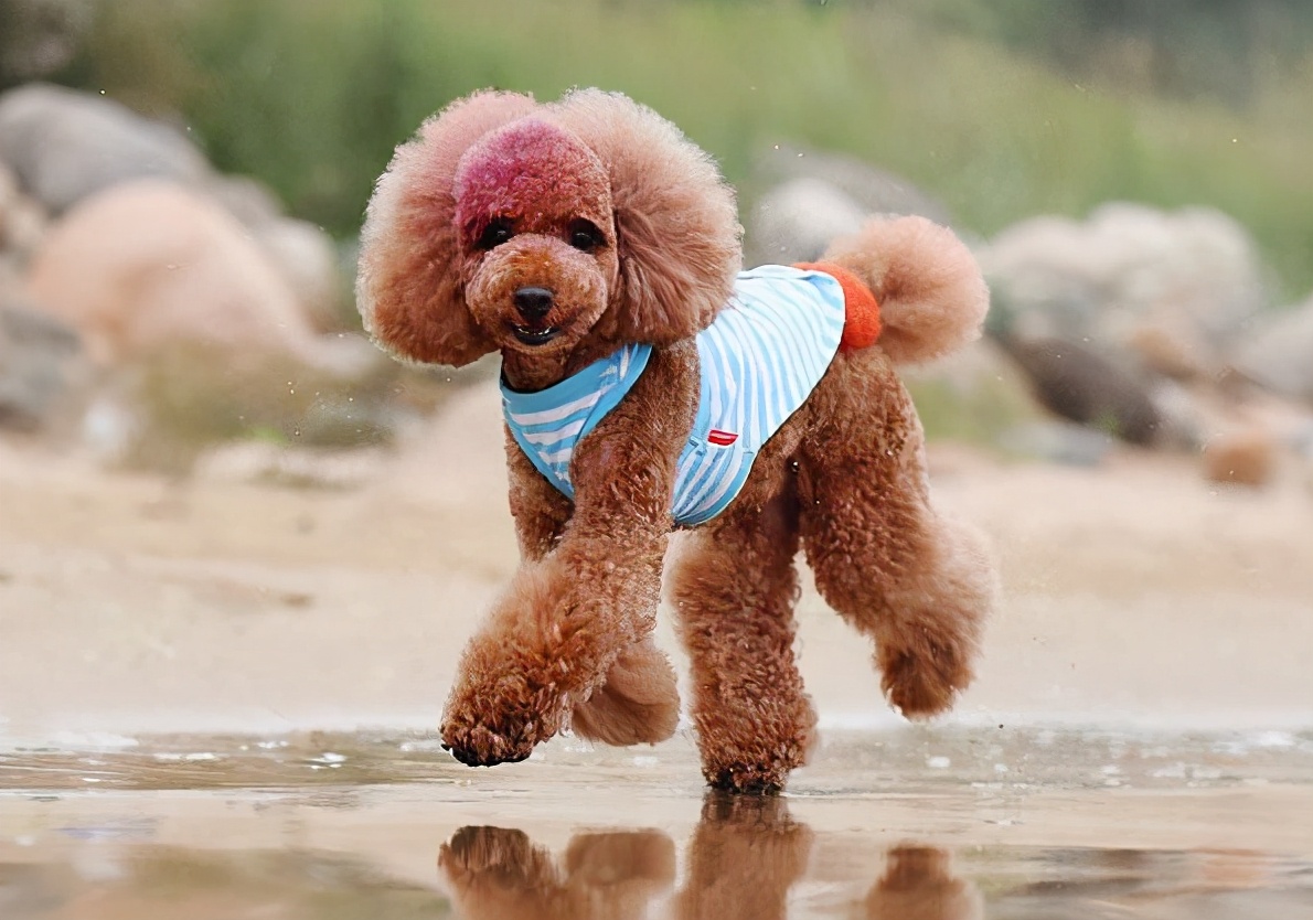 7 petty dogs in the dog world, who knows who raises them - iNEWS