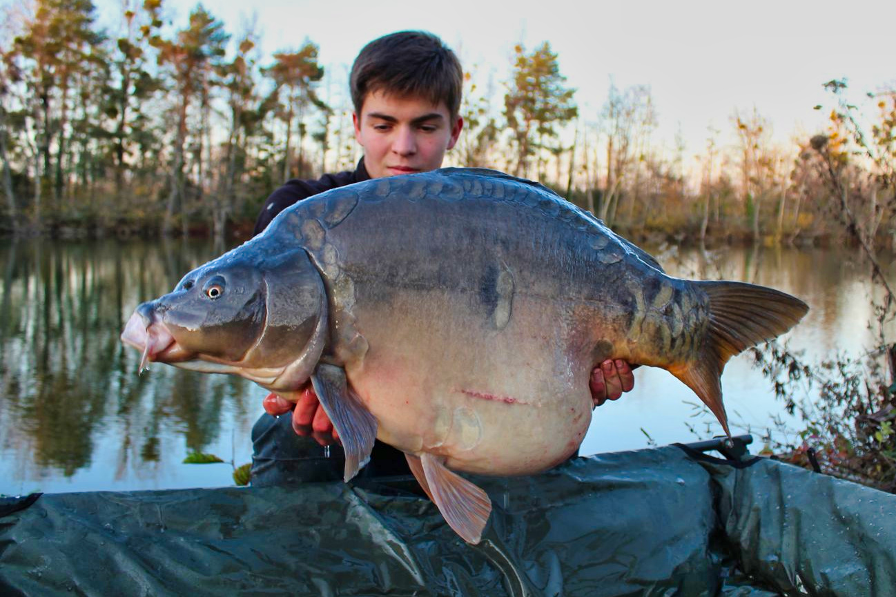 Asian carp is flooding in the United States. The old and American ...