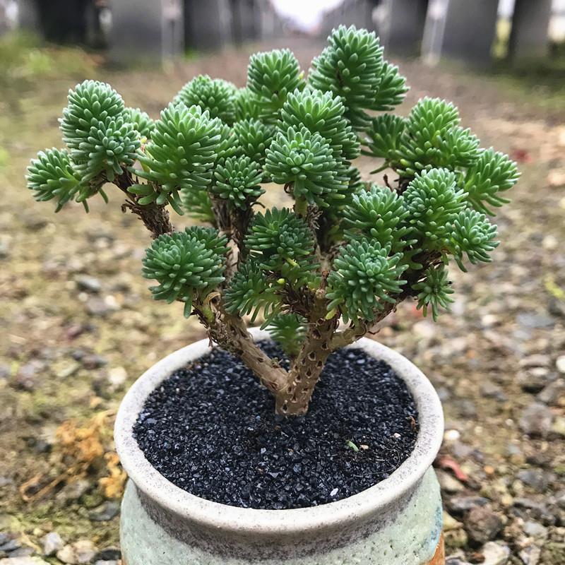 Introduction 2 of 50 succulent varieties (with physical pictures), each ...