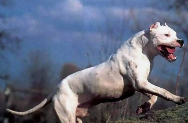 Your Majesty, your daughter is a dog-Later Tang "The Acting Officer ...