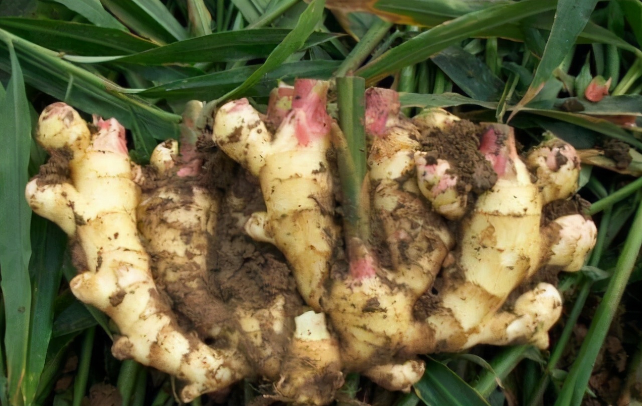 Indoor ginger grows regardless of season, master the germination ...