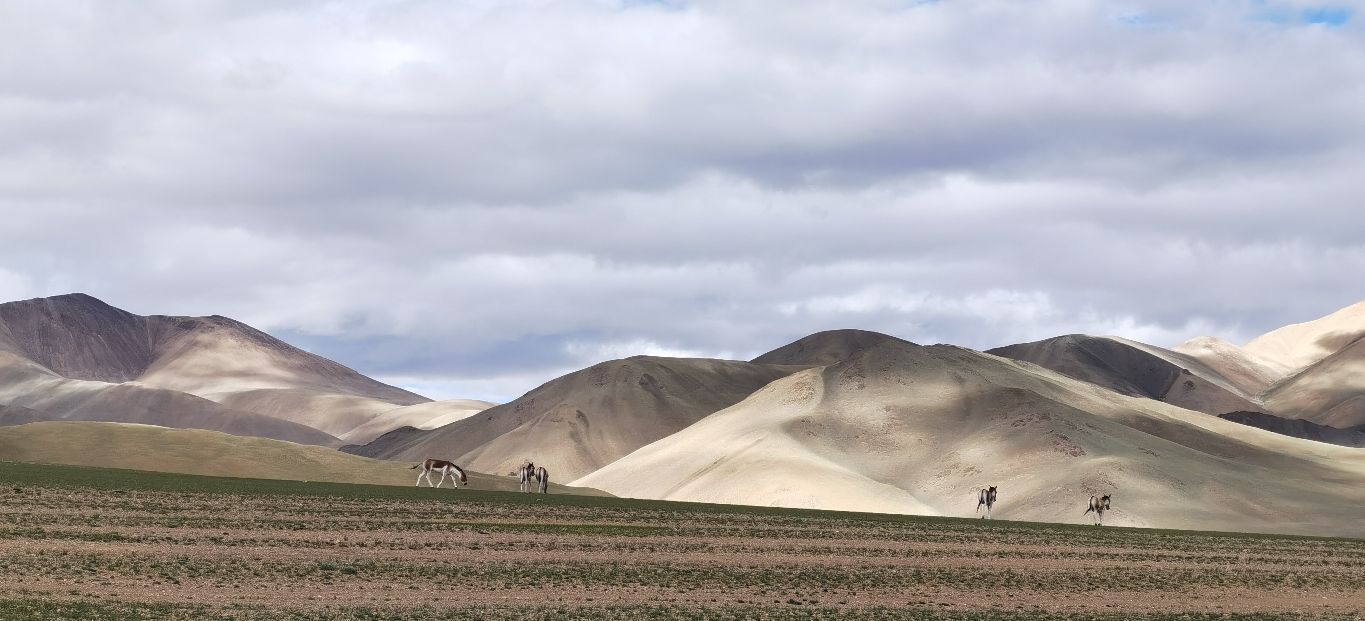 My Tibetan Dream-Shenhu Shenshan - iNEWS