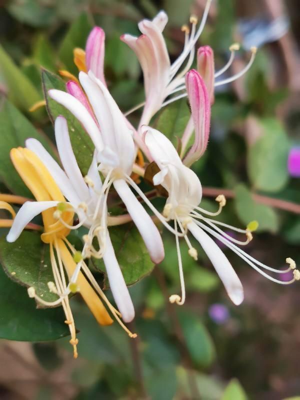 4 kinds of anthropomorphic flowers, which are good for your health at ...