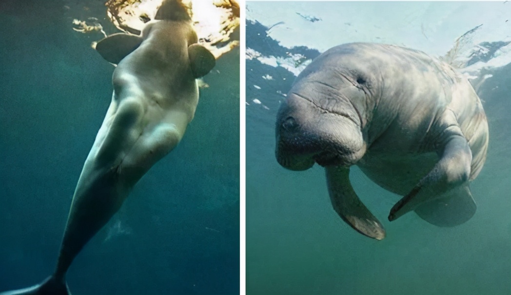 In 1980, South China Sea fishermen caught "mermaid"?Many mermaid ...
