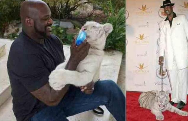 What is the picture of animals and NBA giants? Rhino is like Yao Ming's ...