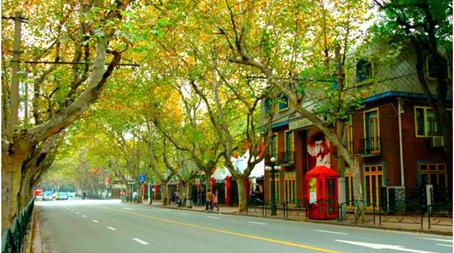 The plane trees all over the streets of Shanghai are neither plane ...