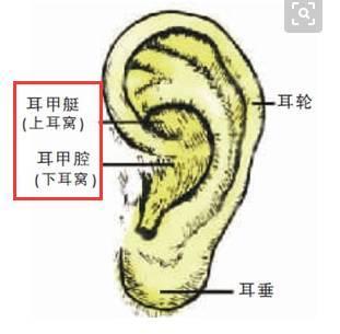 There is a kidney switch on the ears. Pulling the ears for a minute ...