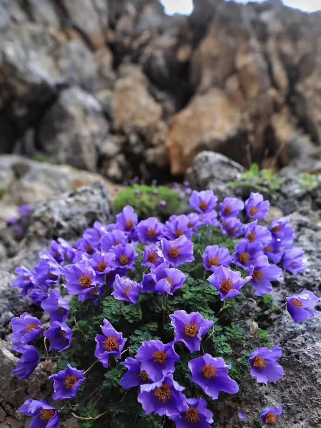 Five rare alpine plants, blooming beautifully, can only be seen but not ...