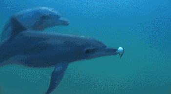 A group of dolphins is playing with a puffer fish. Experts say they are ...