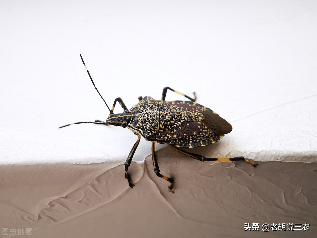 A bug that can fart, why is it considered a "treasure" by the Mexicans ...