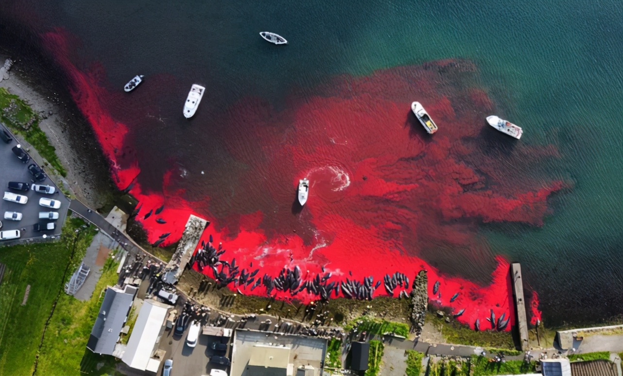 This is the real sea of blood!Danish fishermen kicked off a slaughter ...