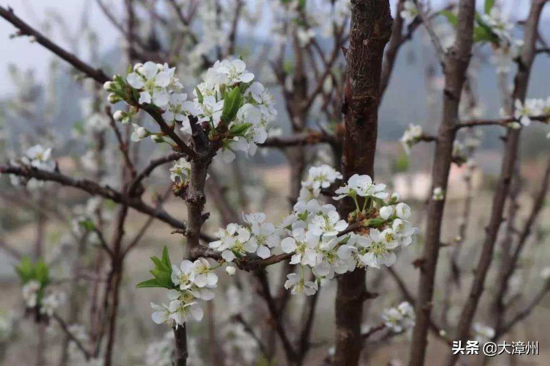 Where to go during the Spring Festival? Please check this Zhangzhou ...