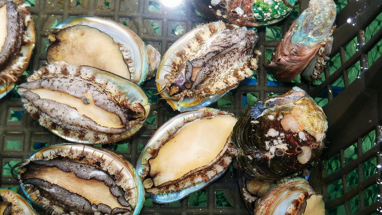 When eating abalone, when the waiter asks you "how many heads", it is ...