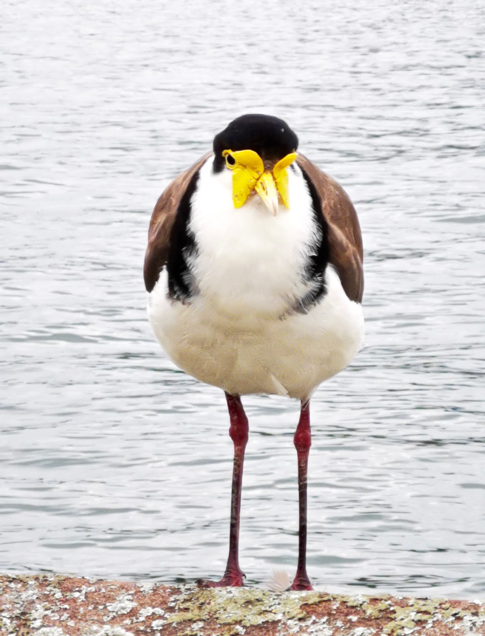Australian durian bird with super distinctive looks - iNEWS
