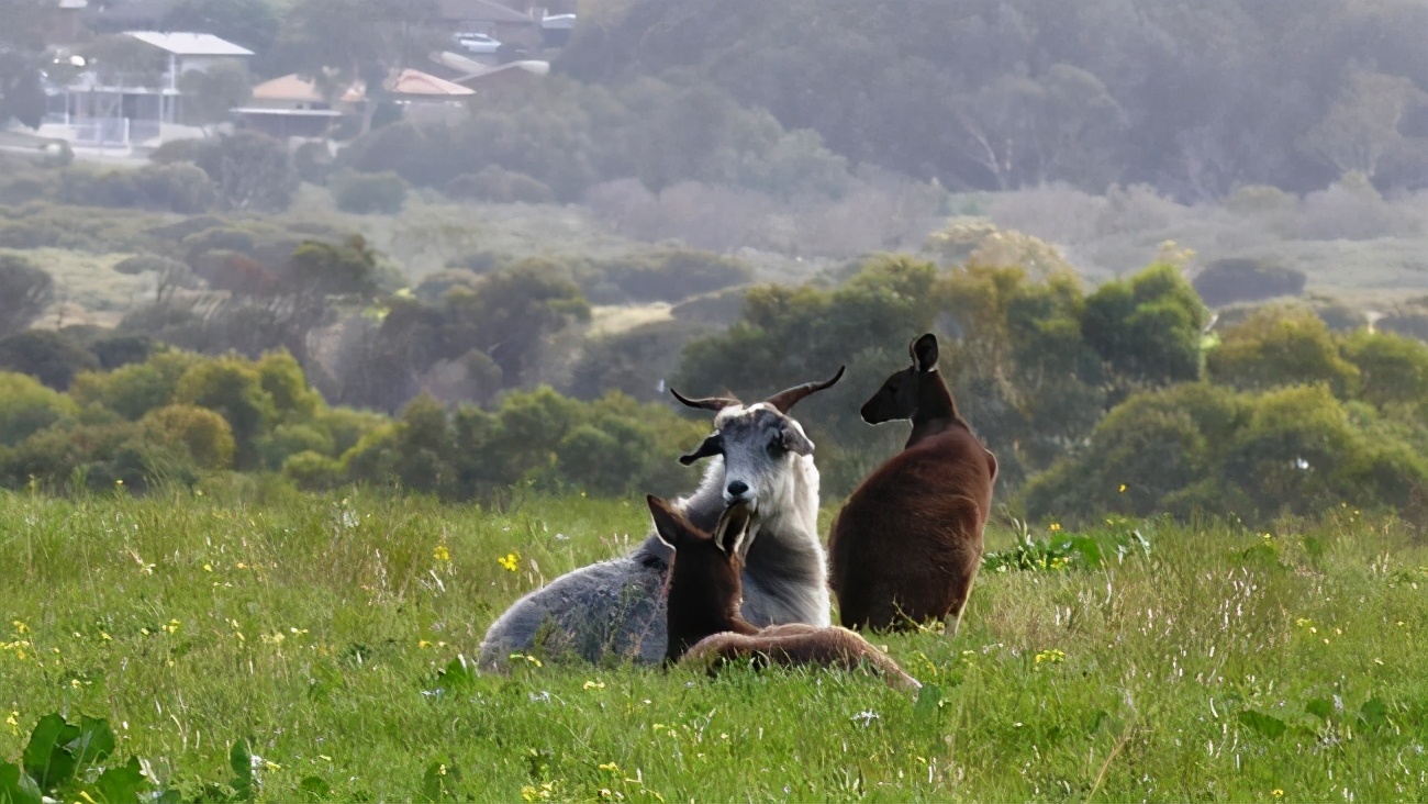 Australian wild goats are overwhelming, why not introduce Chinese ...