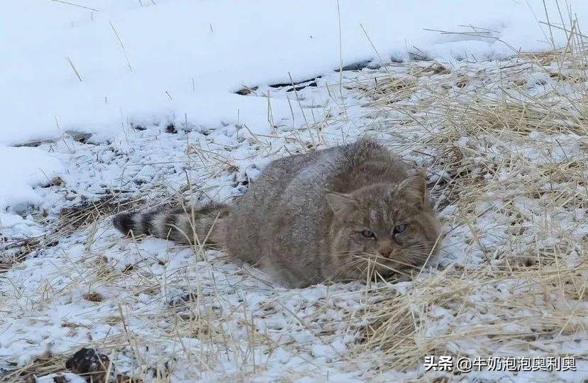 China's truly unique breed of cat-desert cat - iNEWS