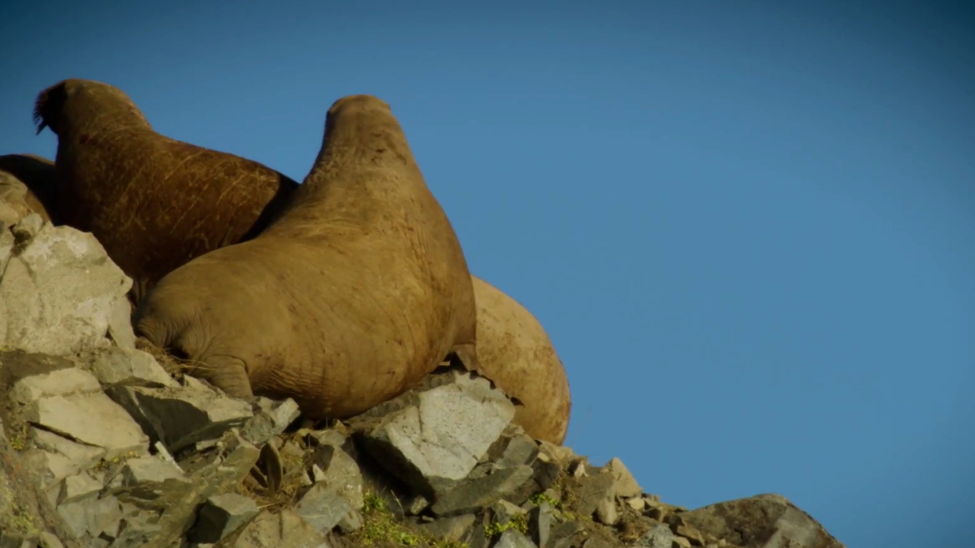 100,000 walruses were driven to a dead end, 250 fins climbed the 80 ...