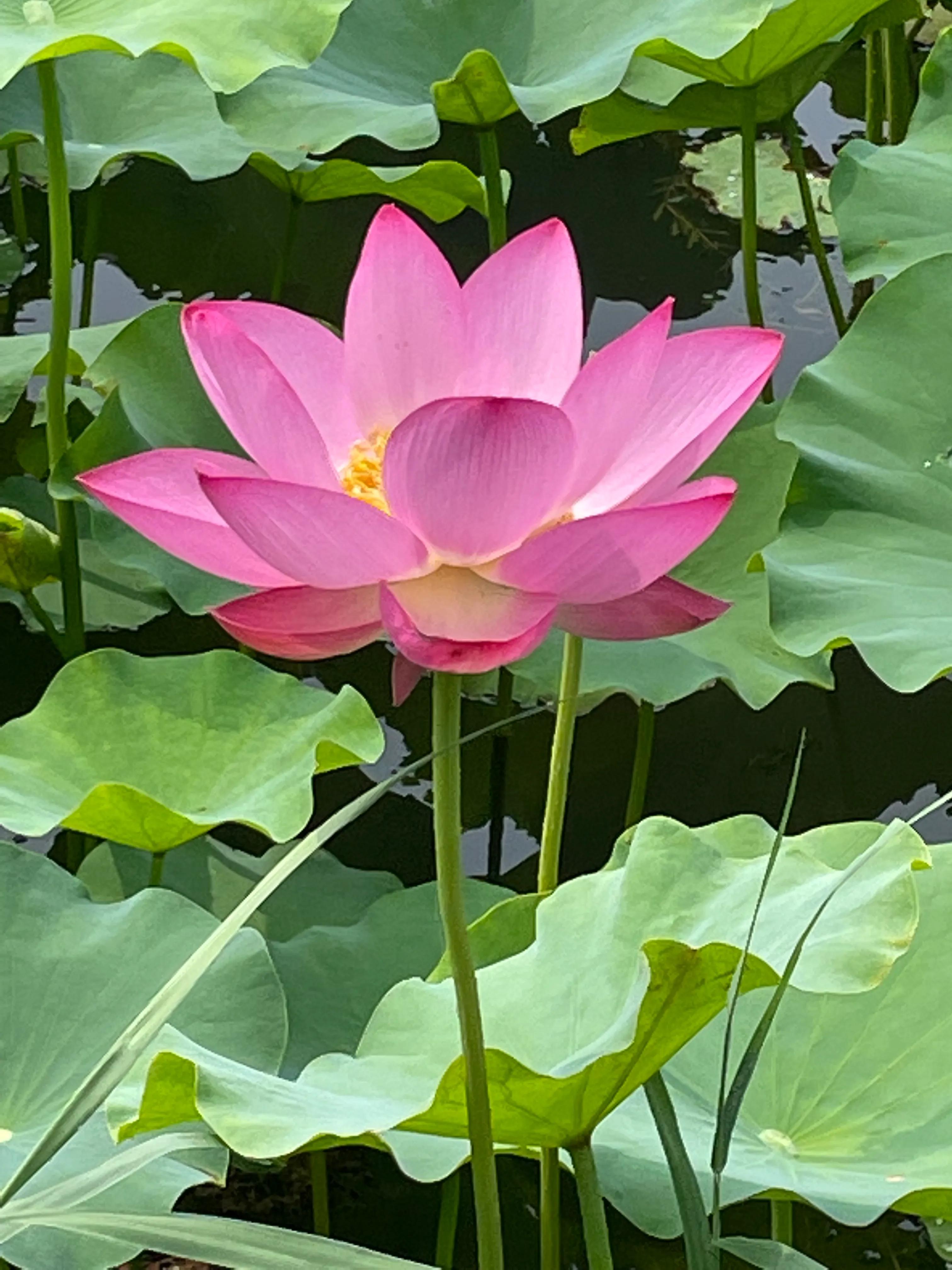 Me and Liaoxi Fossils and our suggestions - iNEWS