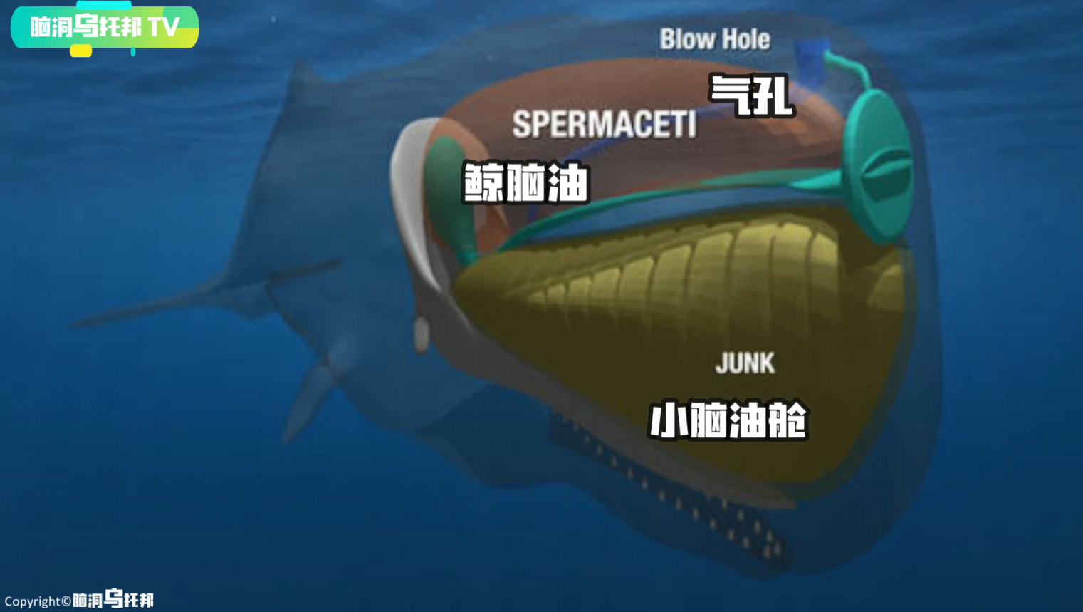 It hides the secret of human origin! The ocean overlord whale that ...