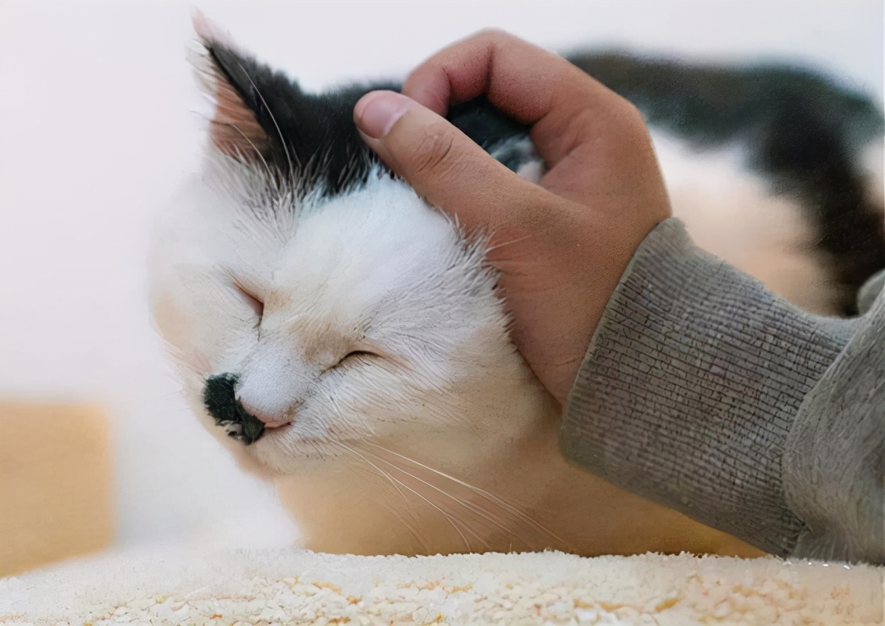 When a cat is touched by you, it actually thinks this way - iMedia