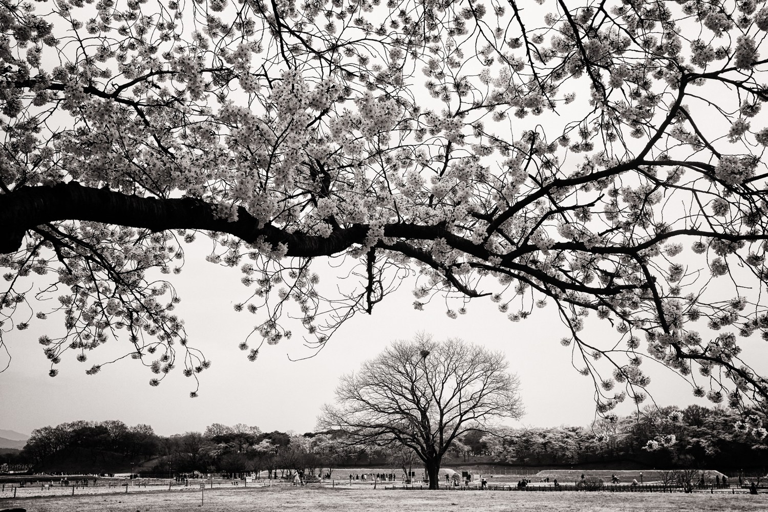 Photography Guide: 6 creative ways to photograph trees - iMedia