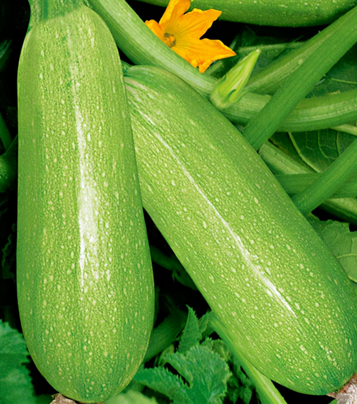 The easiest and most delicious way to eat zucchini, light and ...