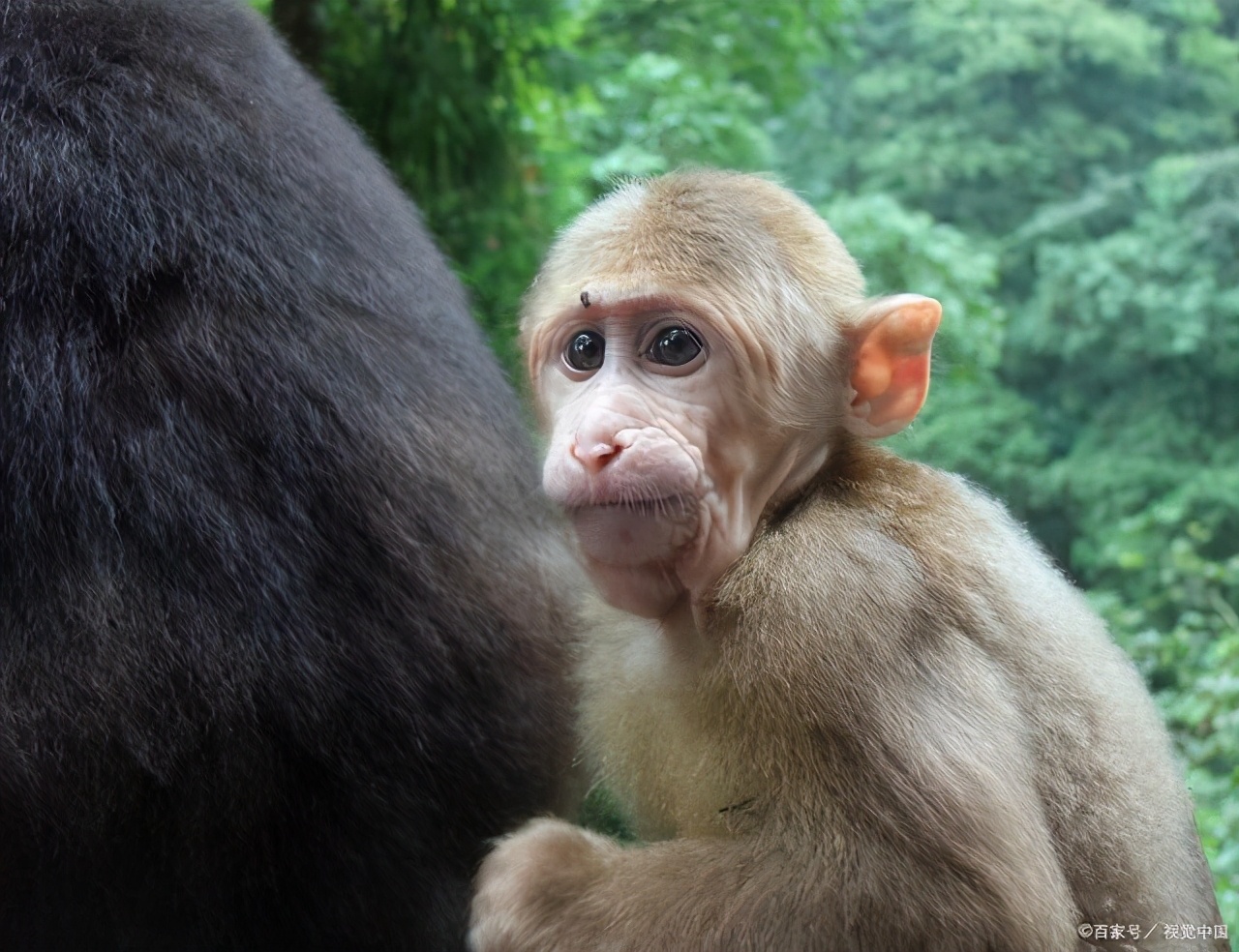 How horrible is the "Man-eating monkey" in the Philippines?Evolve ...