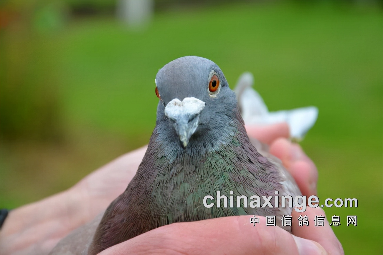 Overview of the Barcelona Pigeon Grand Prix: The 1300km return to the ...
