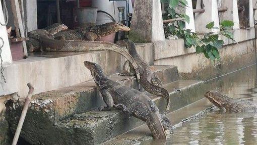 Big lizard!The "Five-Clawed Golden Dragon" that has disappeared for ...