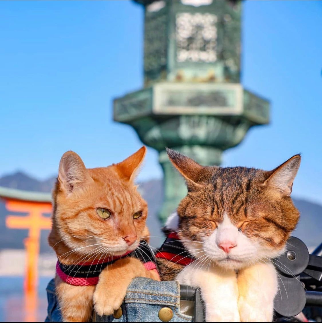The story of this pair of cats in Japan, 8 years of traveling around ...