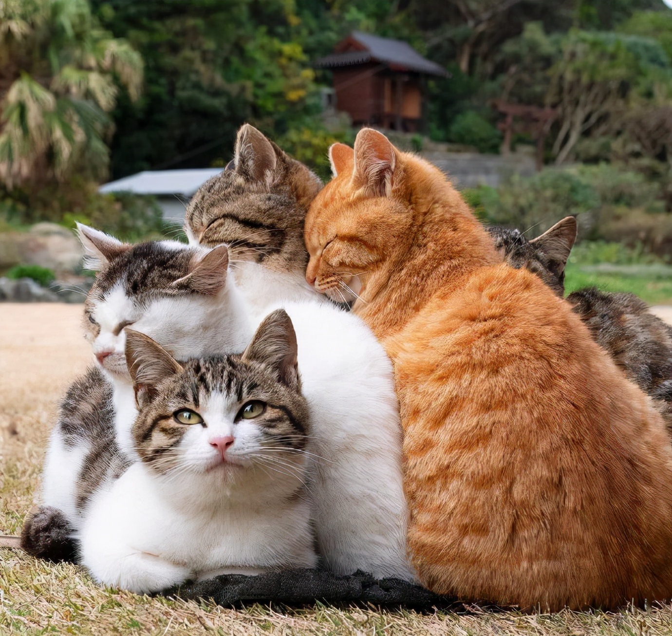 Cat IQ Ranking: The 6 smartest cats, where do you rank in your family ...