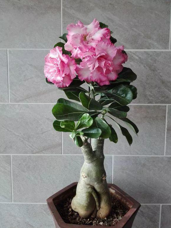 "5 kinds of flowers" suitable for small pots, large pots are "not ...