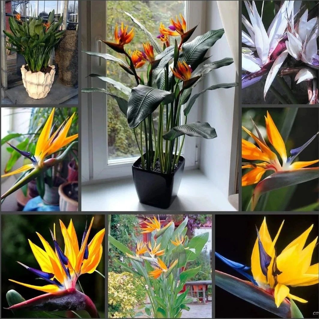 It is recommended not to keep potted bird of paradise in a sunless ...