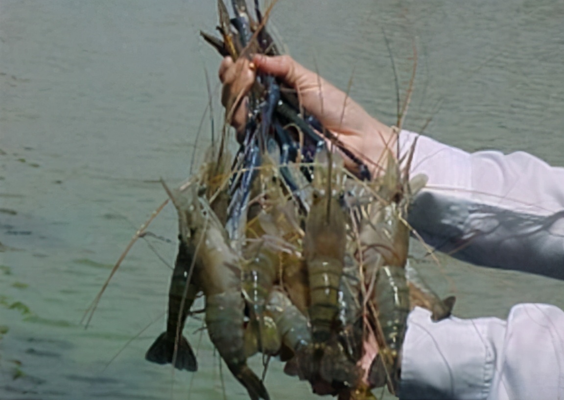 There are so many Roche shrimps in the Mekong River that have become a ...