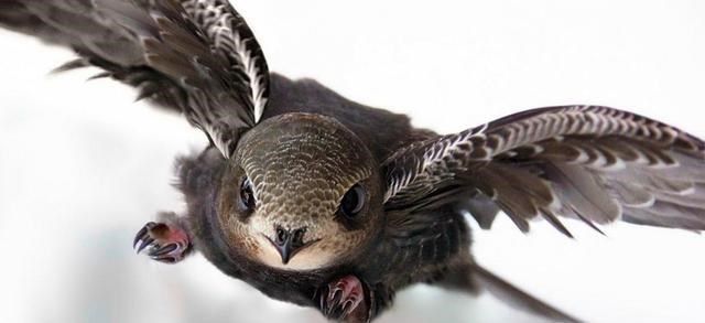 The speed is up to 350 km/h, the legendary "footless bird", the fastest ...