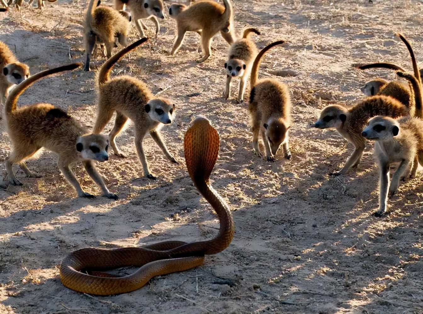 The famous snakes that everyone fears are actually very miserable in ...