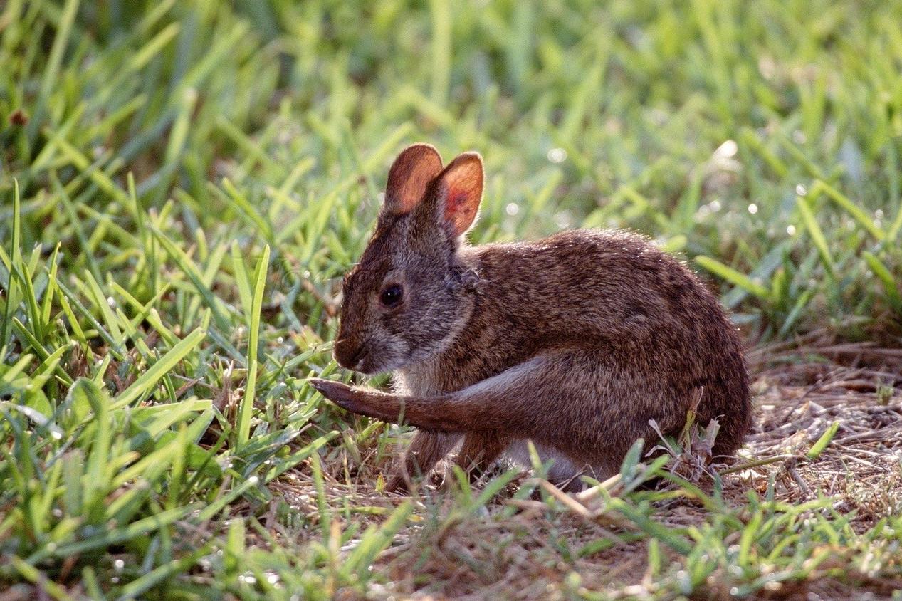 Can rabbits swim?After watching the swamp rabbit's swimming style ...