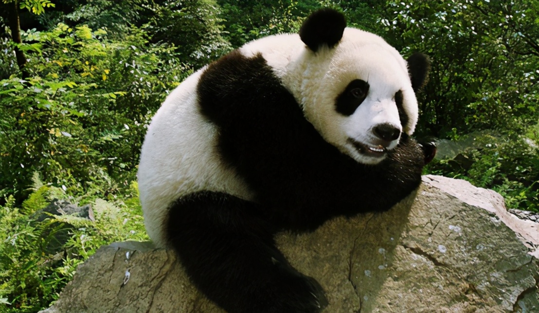 Eight wild giant pandas ran into Gansu. They are so docile, do they ...