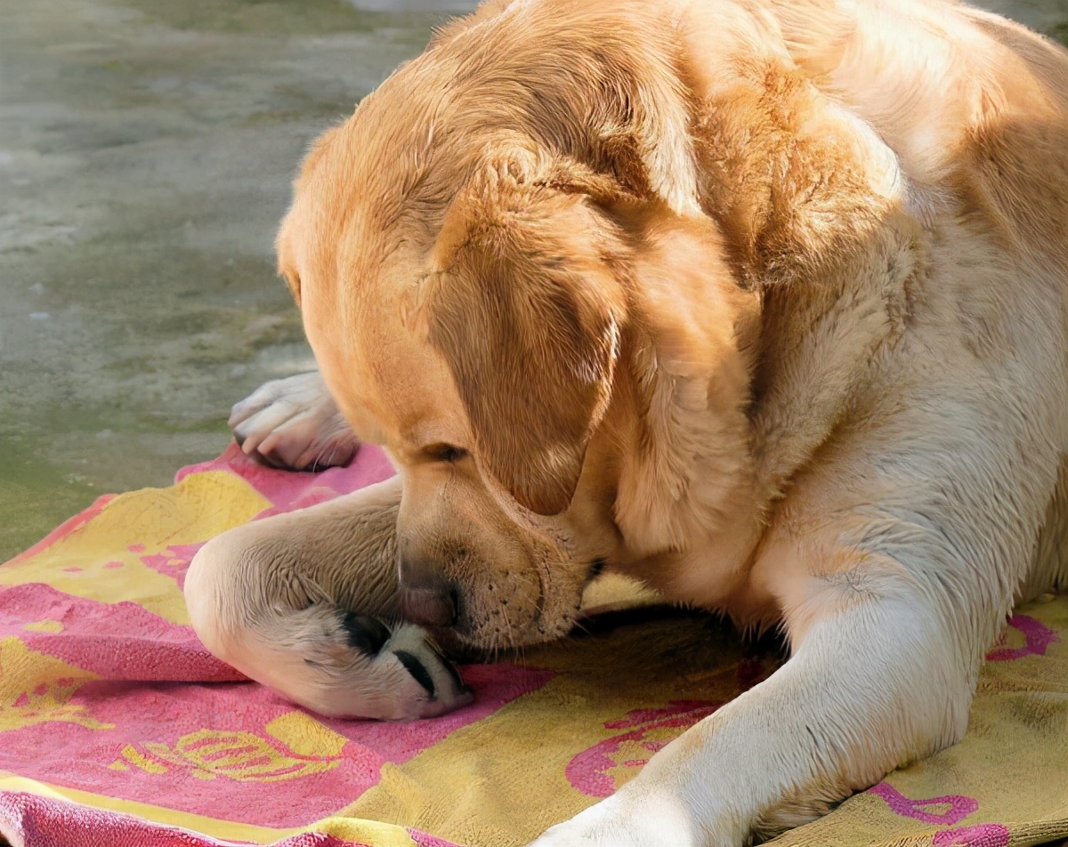 Dogs often exhibit these behaviors, which may be uncomfortable - iMedia