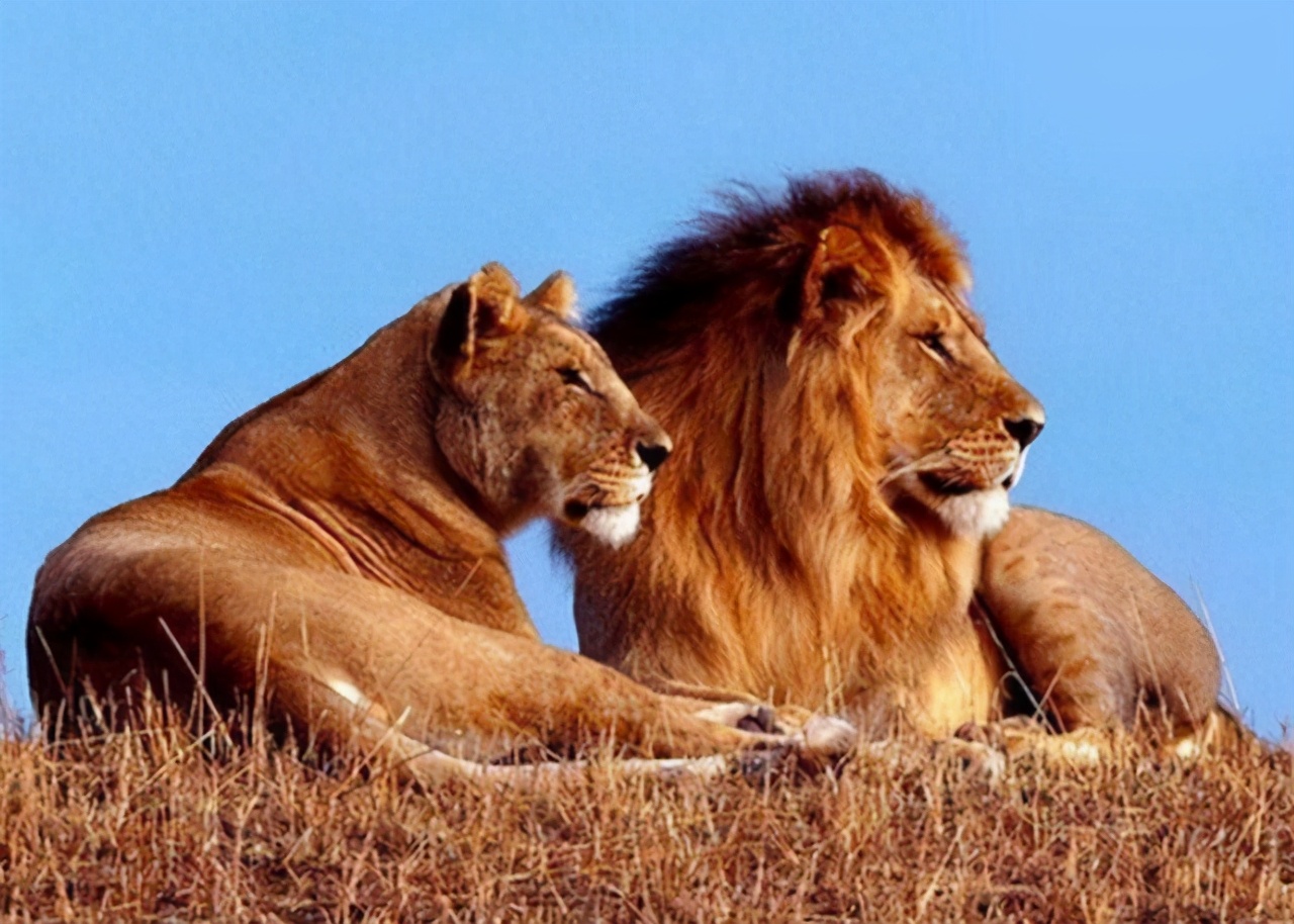 Most animals in nature are males more prettier than females. Why are ...