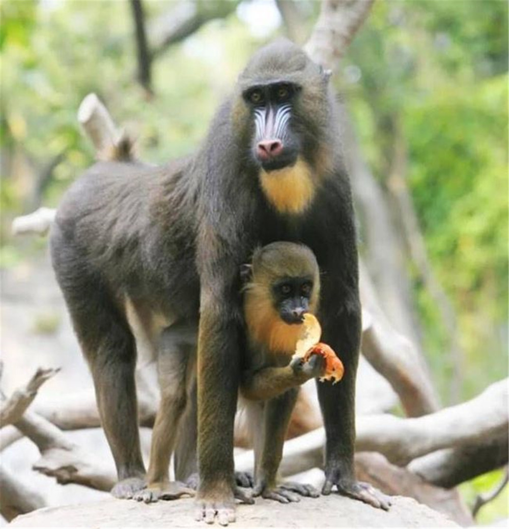 Mandrill appeared in Xiangxi?The nose is like a pig, and it has a ...