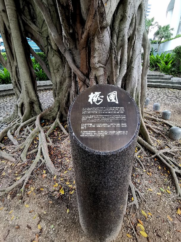 magical!Hong Kong has the world's most expensive century-old tree with ...