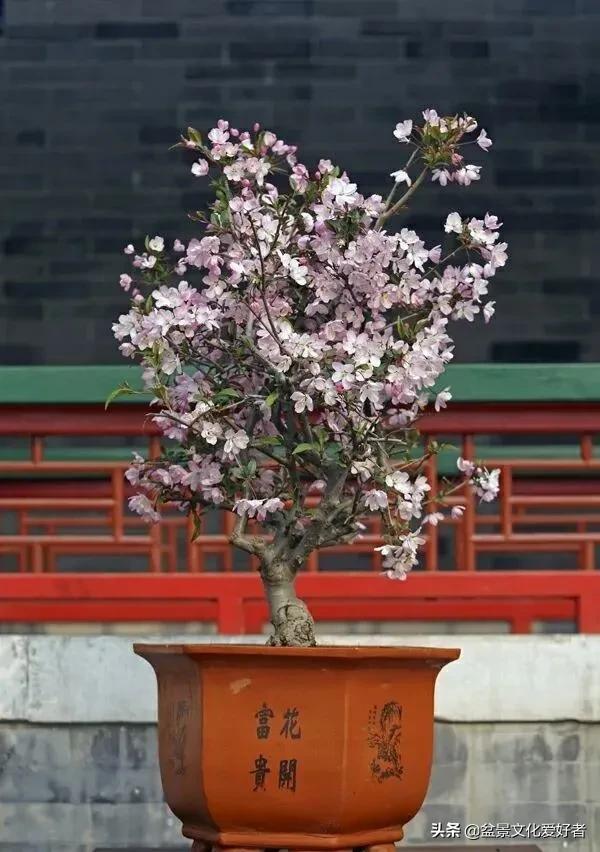"Fairy in the Flower" Begonia bonsai, waiting for you to enjoy - iNEWS